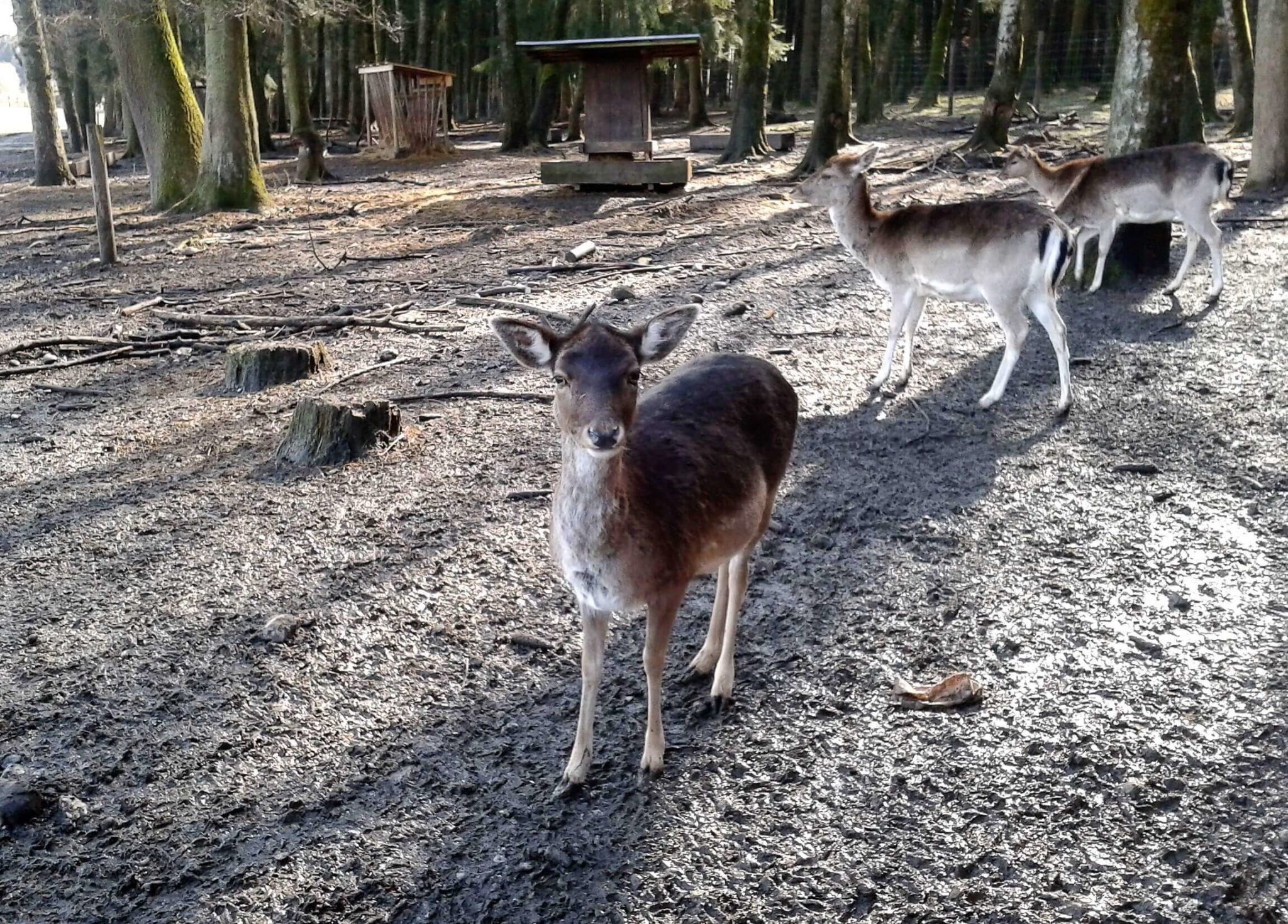 15 Ausflugsziele im Herbst in Bayern mit Kindern - Mama im Spagat